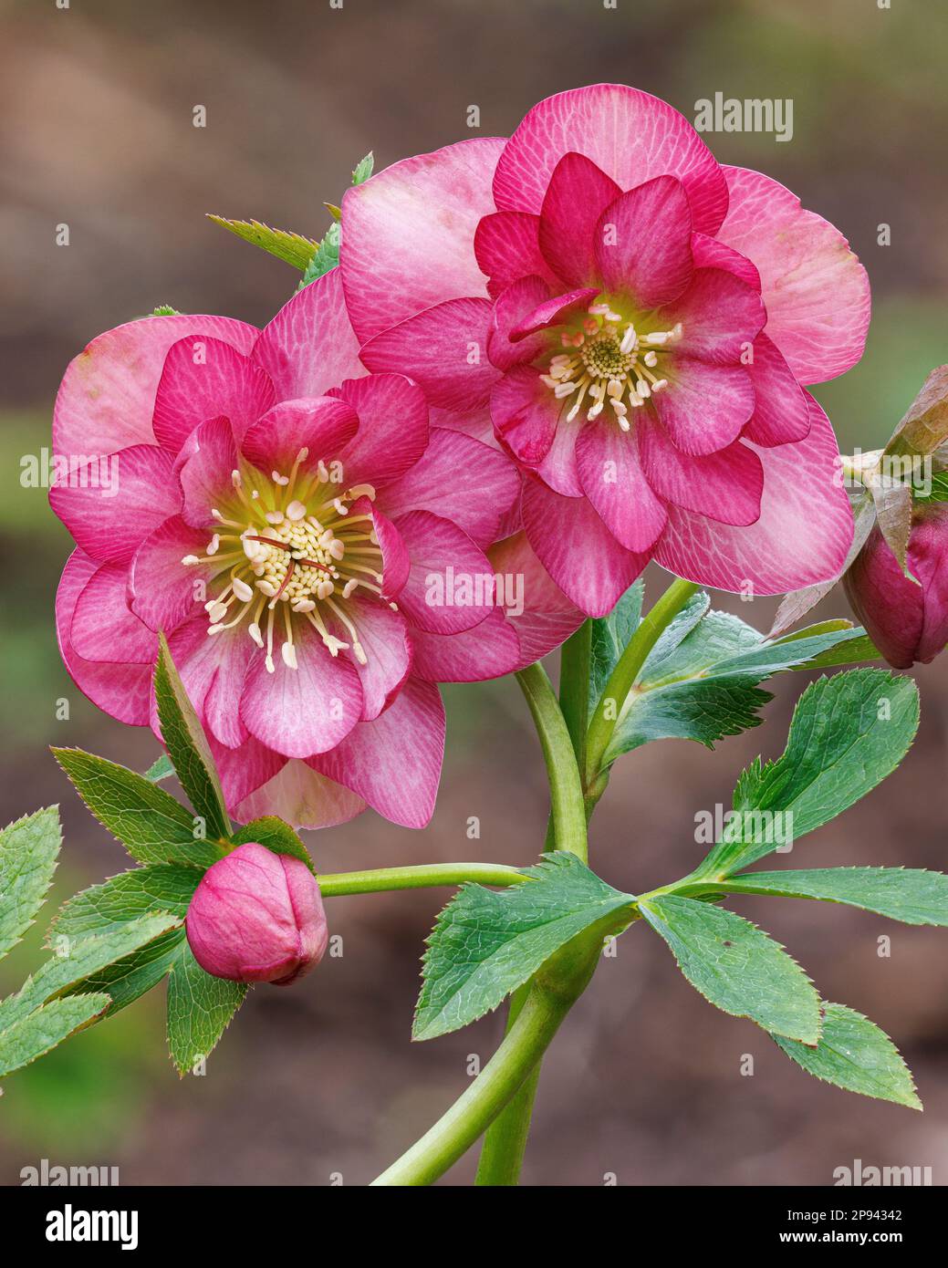 Helleborus x hybridus double pink at Aberglasney Stock Photo - Alamy