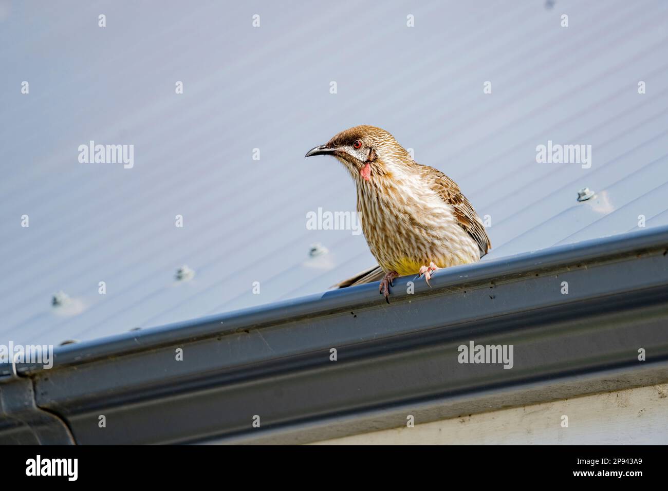 Red-lobed Honeyeater at Split Point Lookout, Anthochaera carunculata ...
