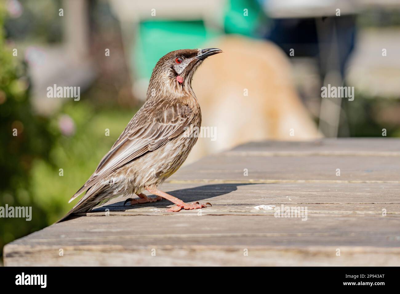 Red-lobed Honeyeater at Split Point Lookout, Anthochaera carunculata ...