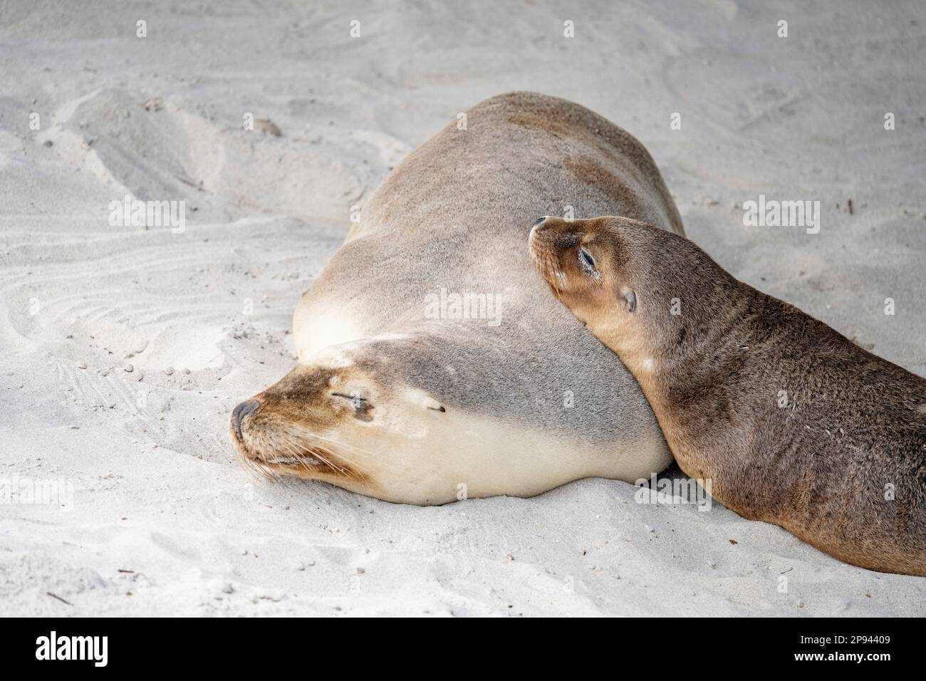 Australian Sea Lion Pup