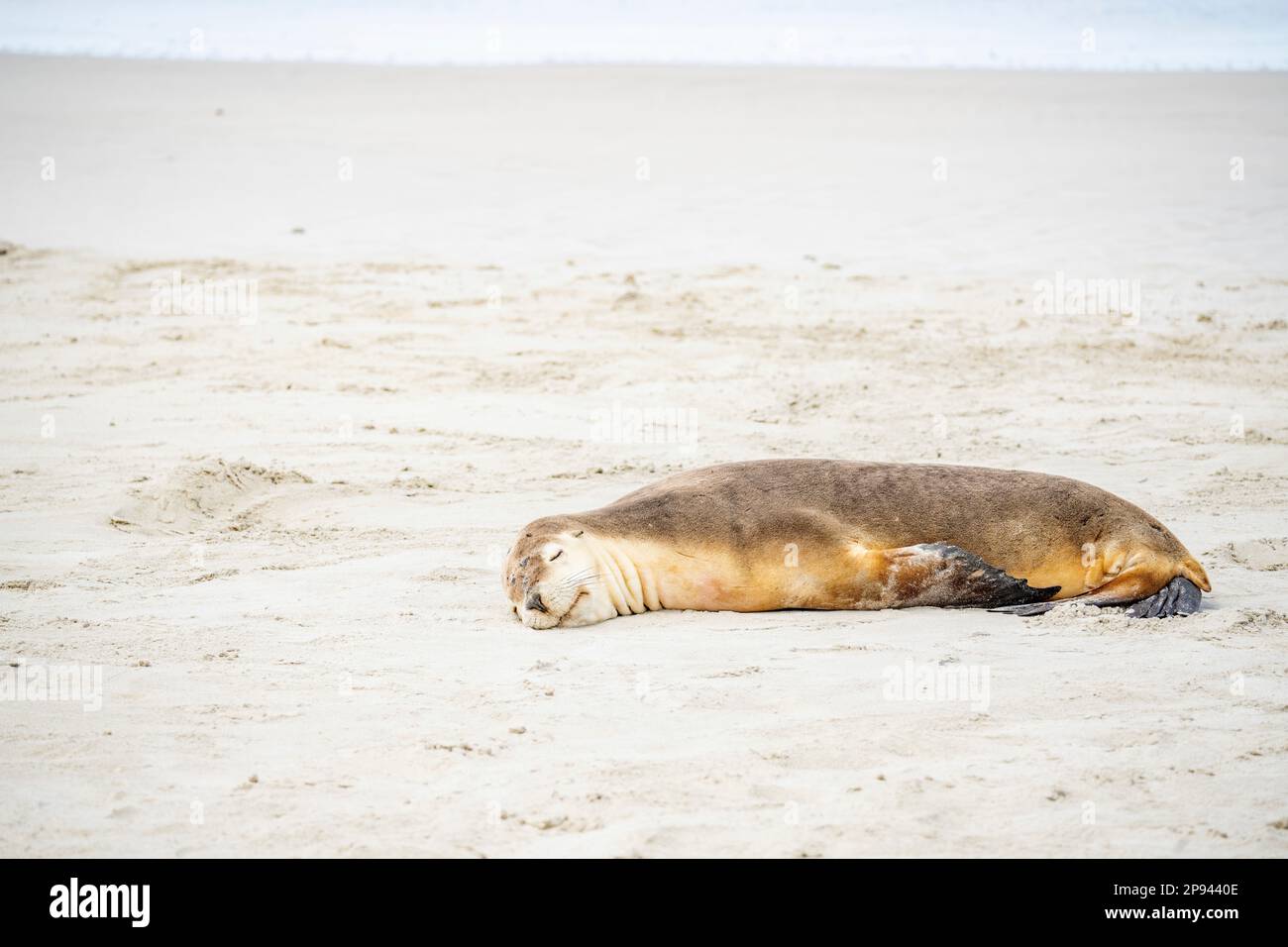 Australian sea lion howler sleeping on the beach, Neophoca cinerea ...