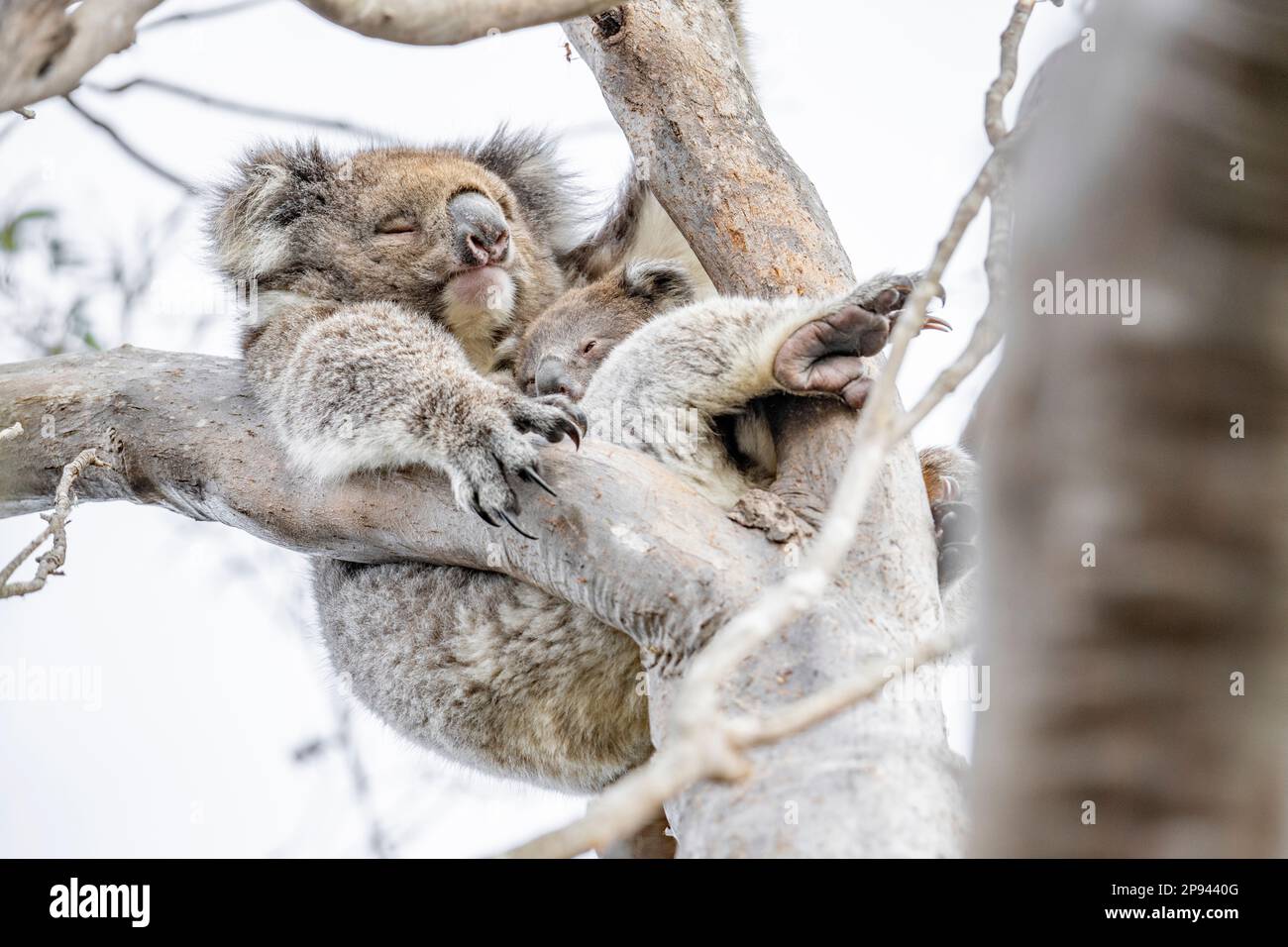 Koala mother with cub, Phascolarctos cinereus, Kangaroo Island, South ...