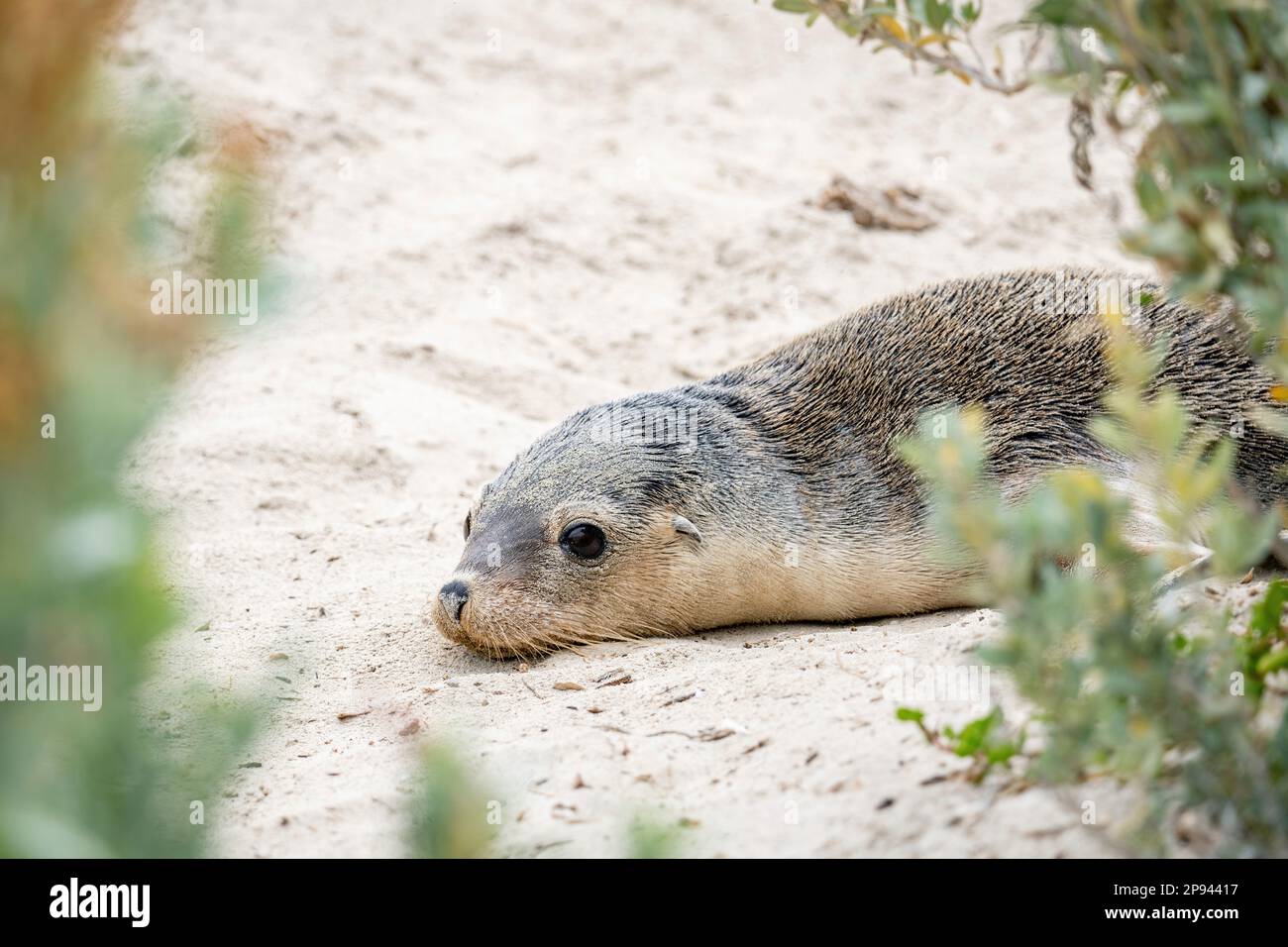 Australian sea lion howler on the beach, Neophoca cinerea, Seal Bay ...