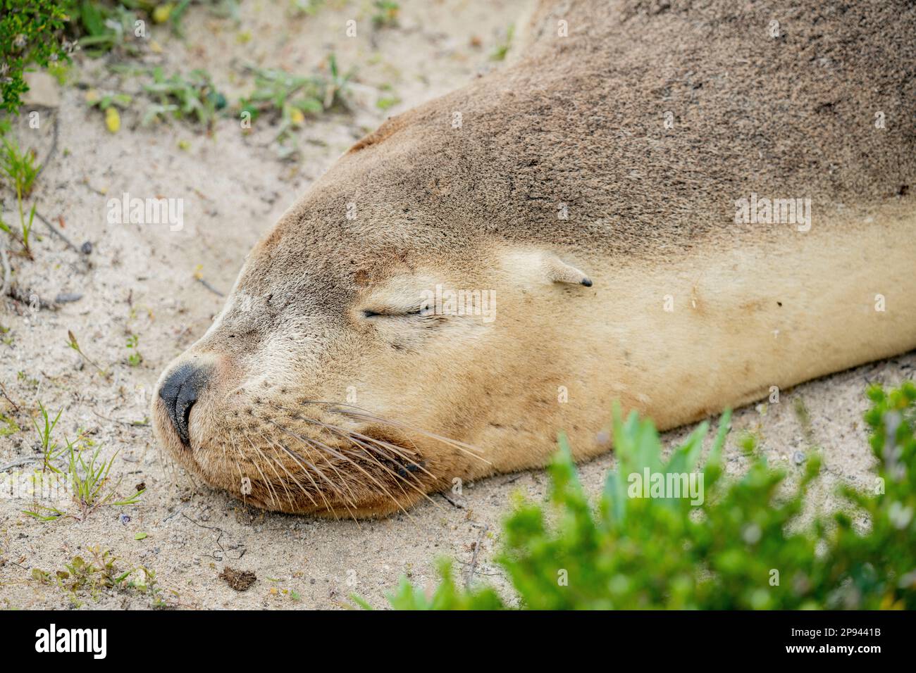 Australian sea lion howler sleeping on the beach, Neophoca cinerea ...