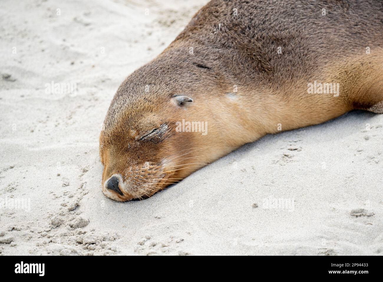 Australian sea lion howler sleeping on the beach, Neophoca cinerea ...