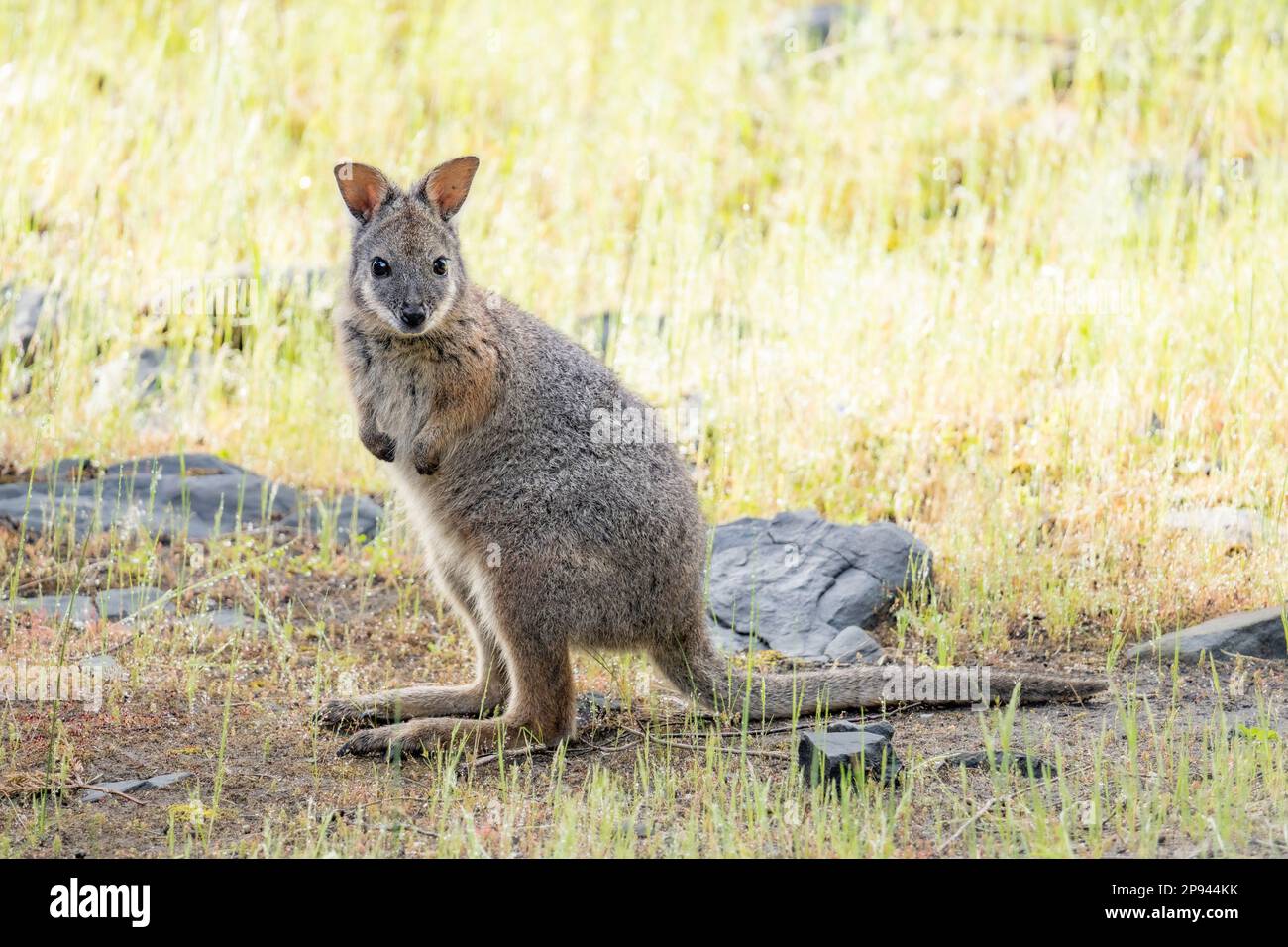 Derby wallaby, Notamacropus eugenii, Kangaroo Island, South Australia ...