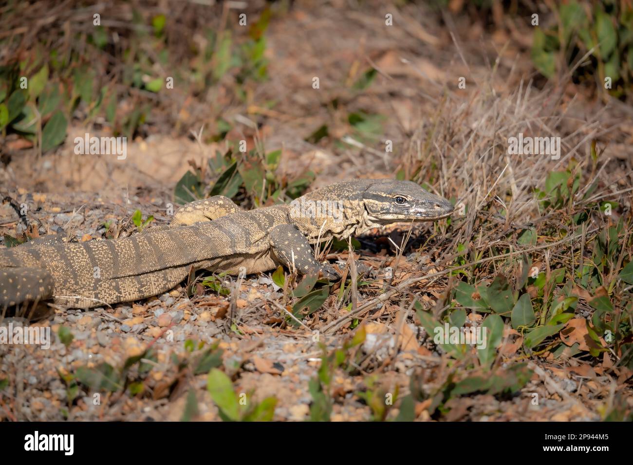 Rosenberg's monitor lizard, Varanus rosenbergi, Kangaroo Island, South ...