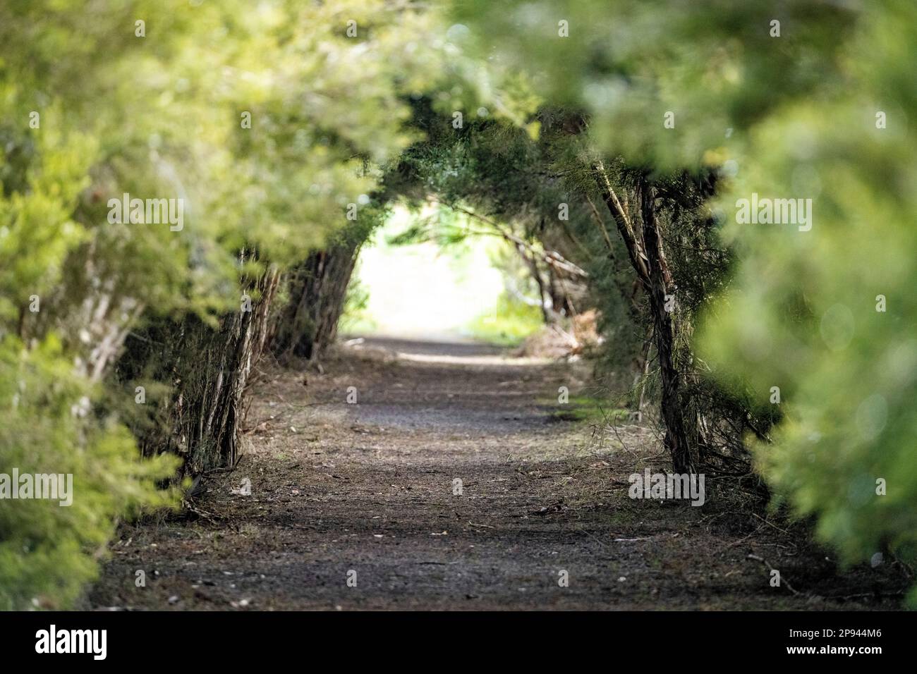 Green Tree Arch, Curley Creek Hike, Murray Lagoon, Kangaroo Island ...