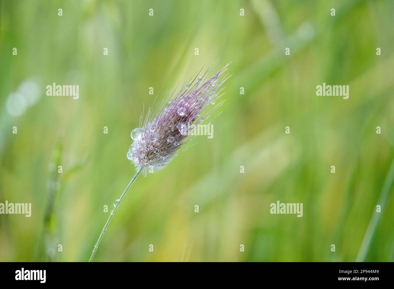 Velvet grass, Lagurus ovatus, Murray Lagoon, Kangaroo Island, South ...
