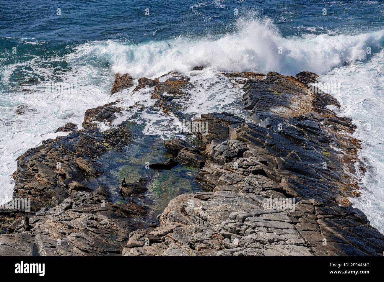 Australian fur seals bathing in rock pools at Admirals Arch, Flinders ...
