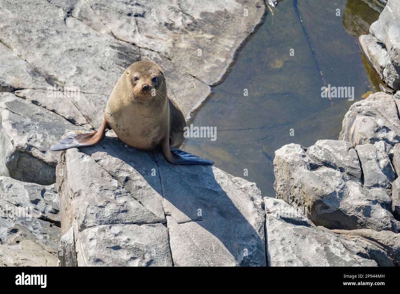 Australian sea bear at Admirals Arch, Flinders Chase National Park ...