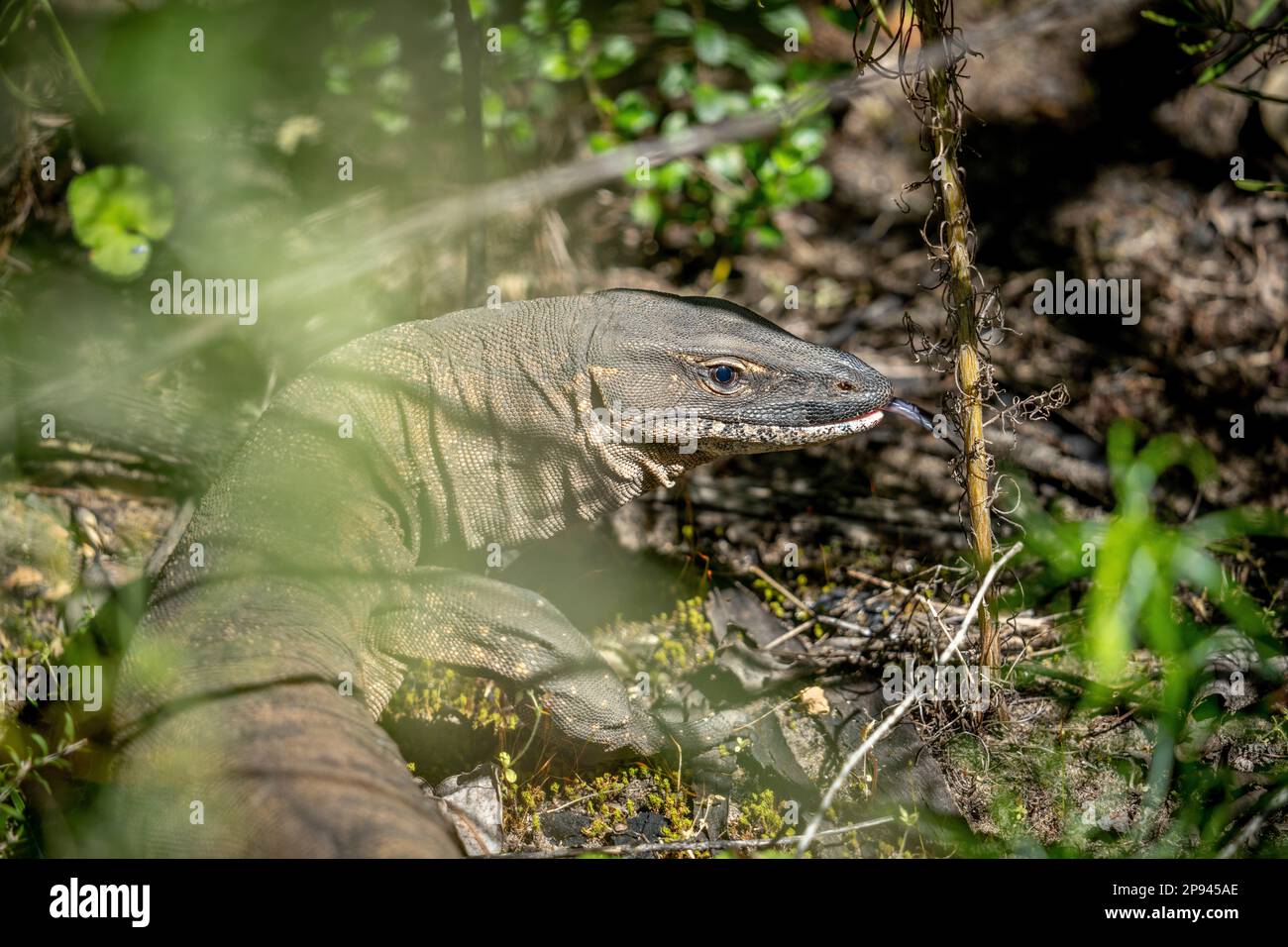 Rosenberg's monitor, Varanus rosenbergi, Kangaroo Island, South ...