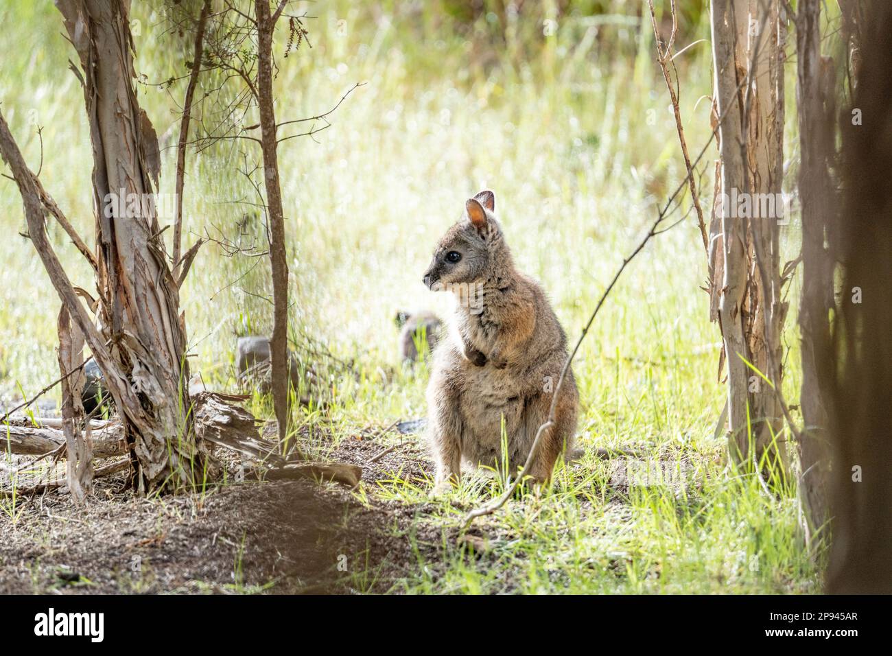 Derby wallaby, Notamacropus eugenii, Kangaroo Island, South Australia ...