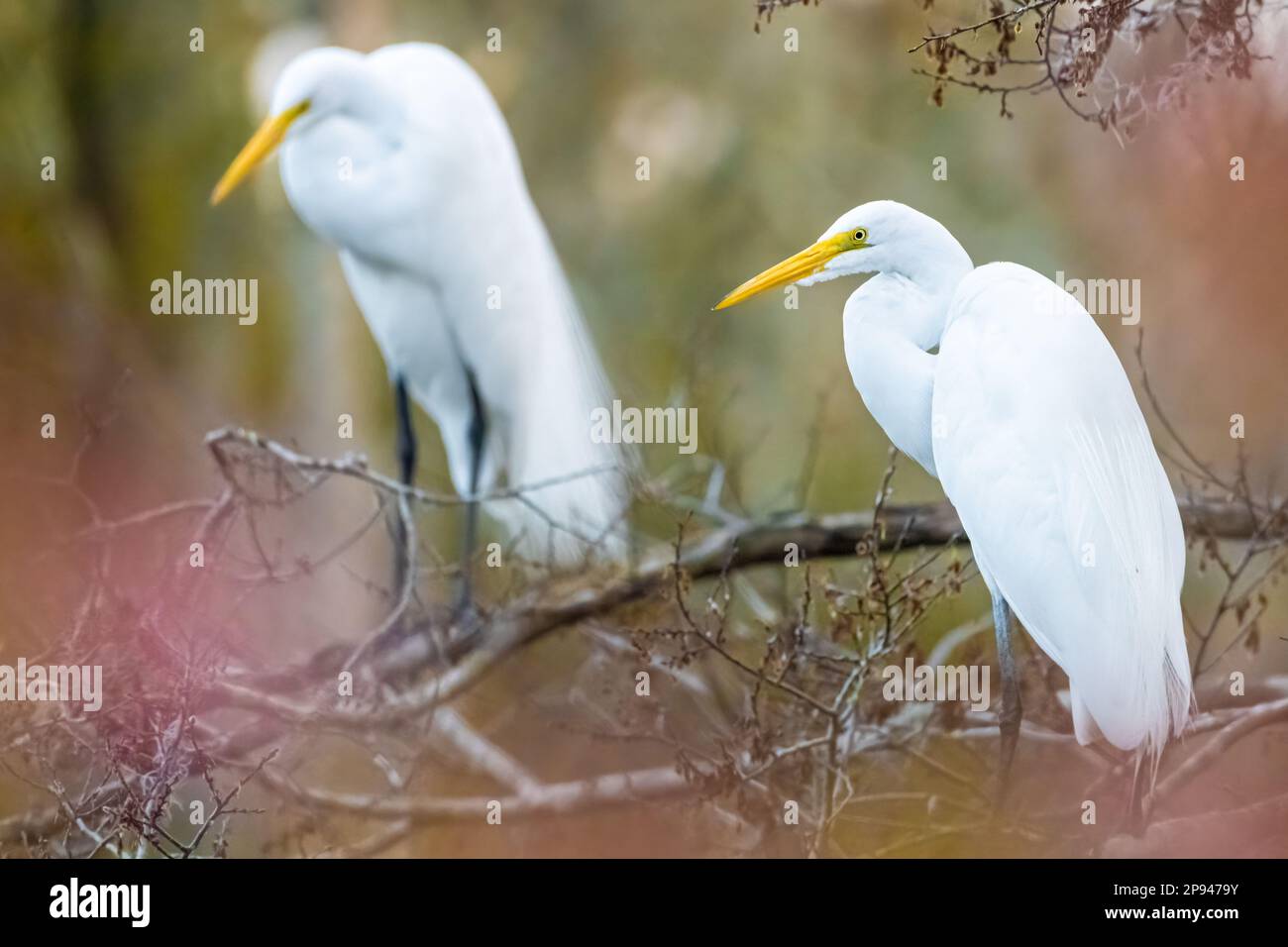 Elegant great egrets (Ardea alba) perched on branches in a wading bird ...