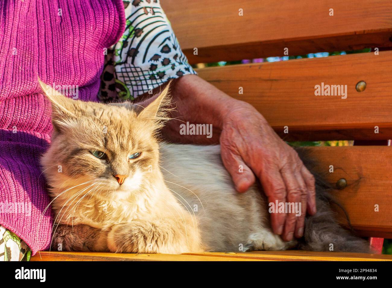 Hand stroke cat hi-res stock photography and images - Alamy