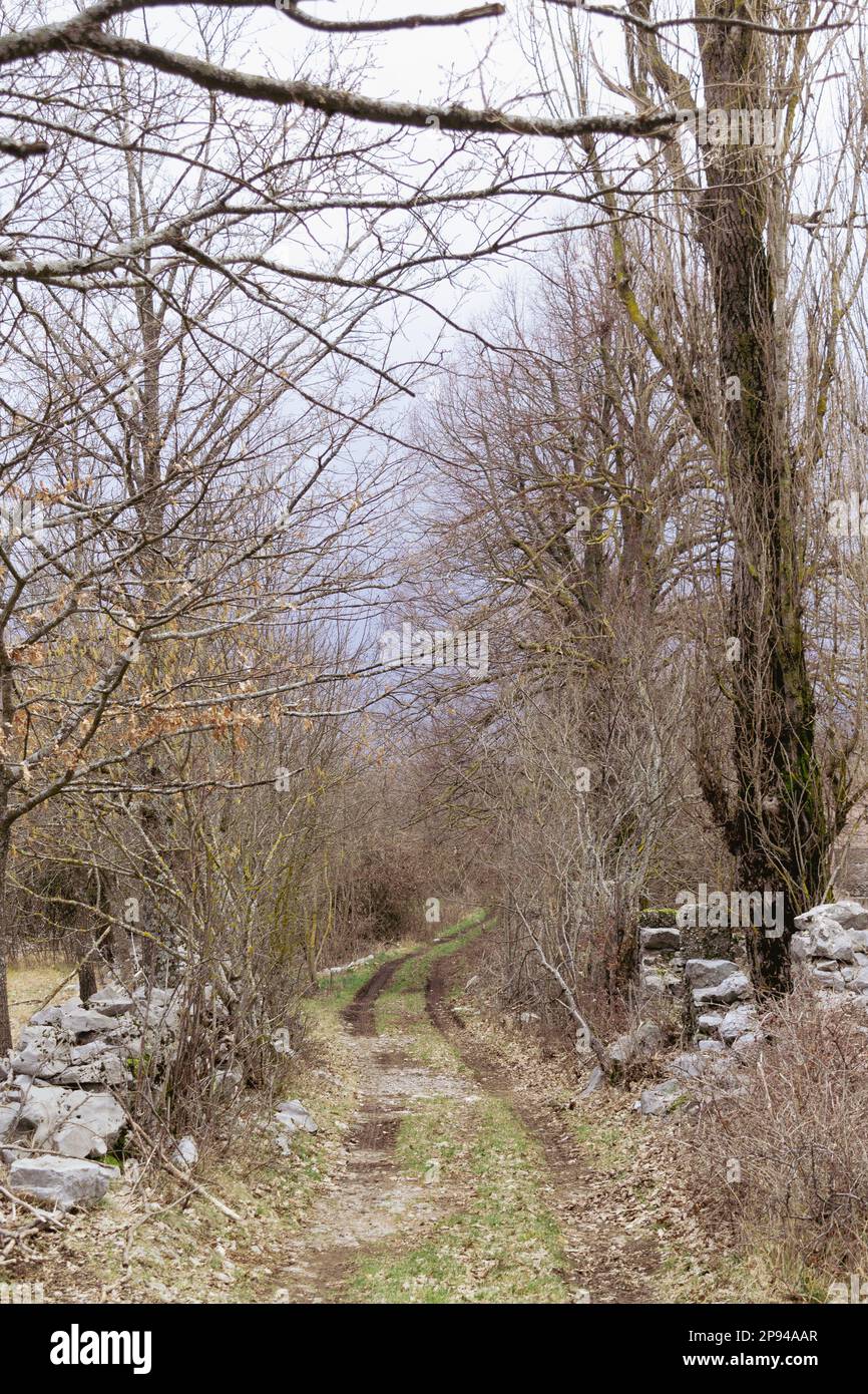 A rocky terrain pathway with weathered trees and patches of brown grass ...