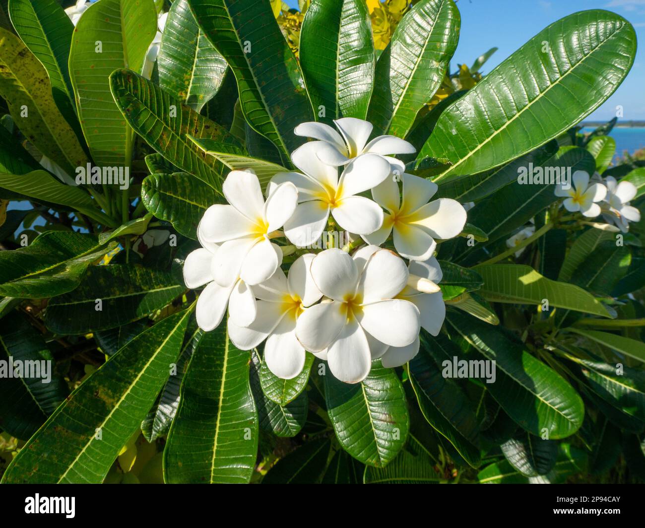 Tropical Plumeria flower, Tahiti island, French Polynesia Stock Photo ...