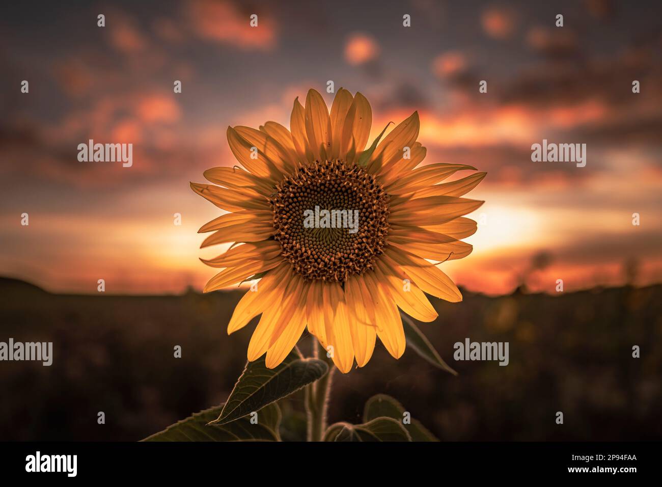 Warm sunflower flower close hi-res stock photography and images - Alamy