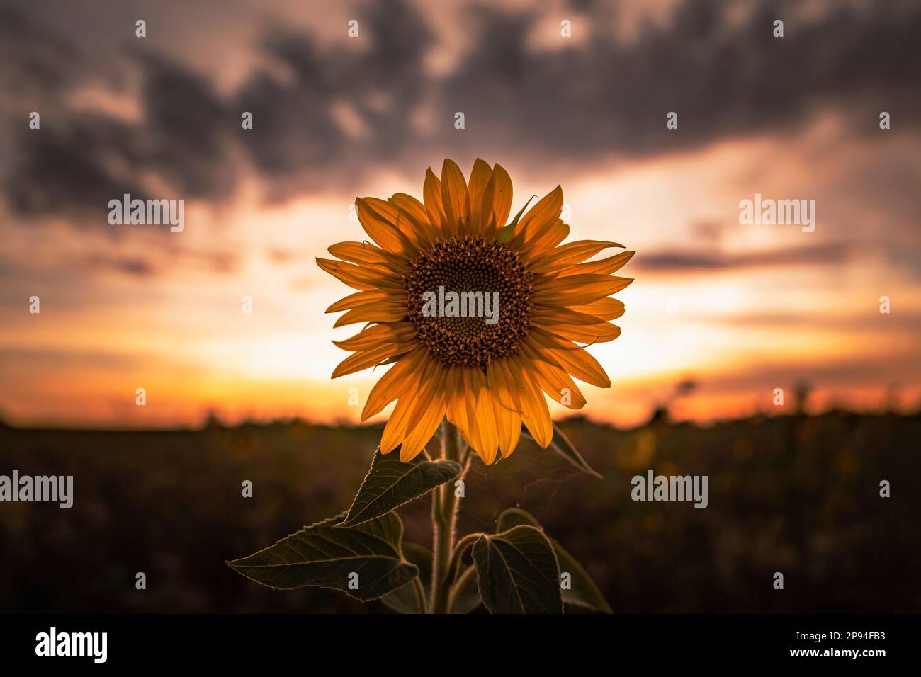 Warm sunflower flower close hi-res stock photography and images - Alamy