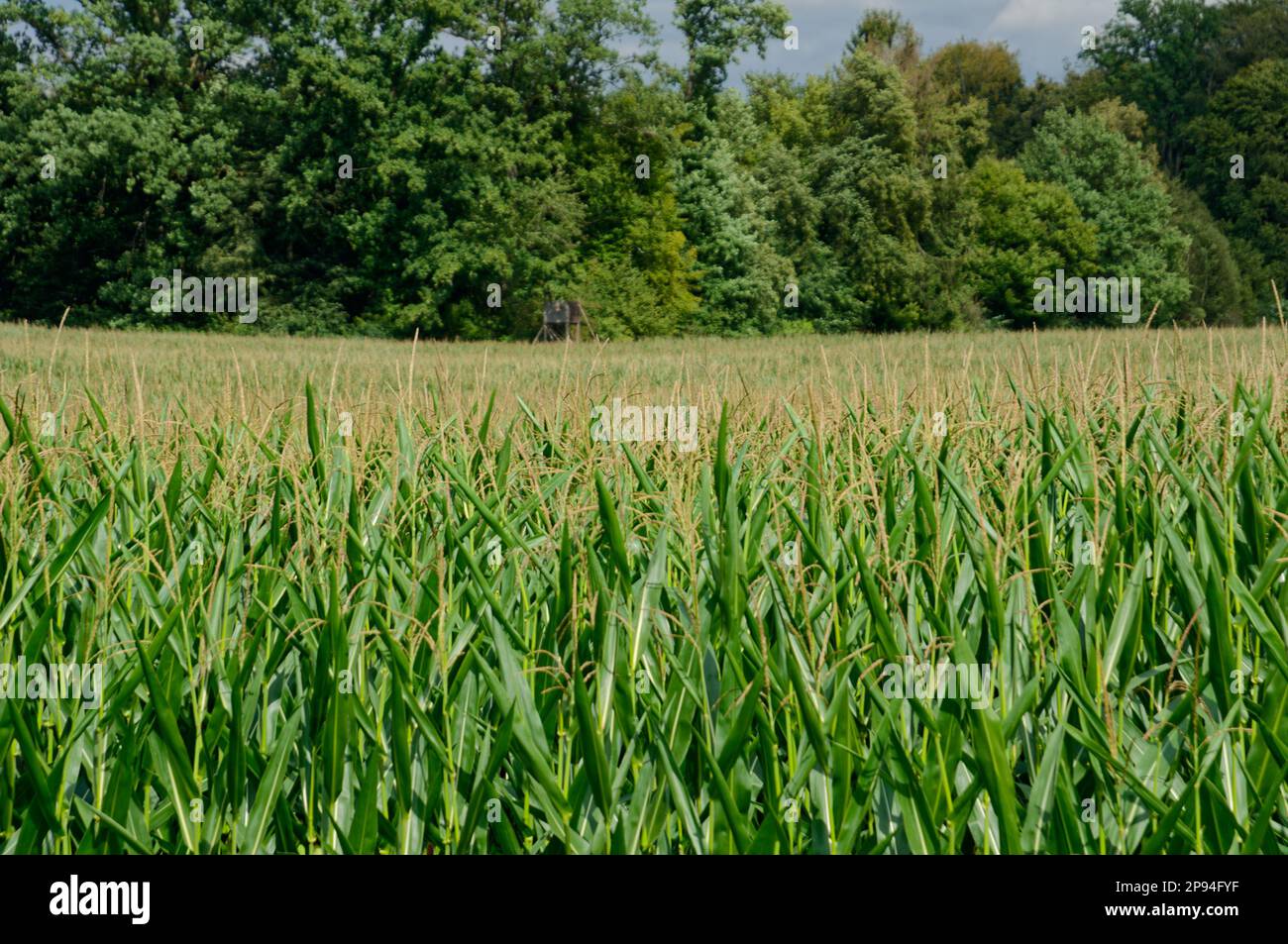 A scenic landscape featuring a sun-drenched cornfield with trees in the ...