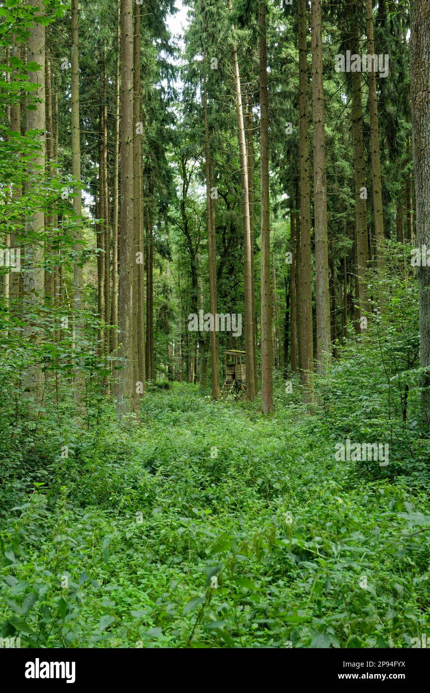 A lush forest scene featuring a cluster of tall evergreen trees with dense foliage Stock Photo ...