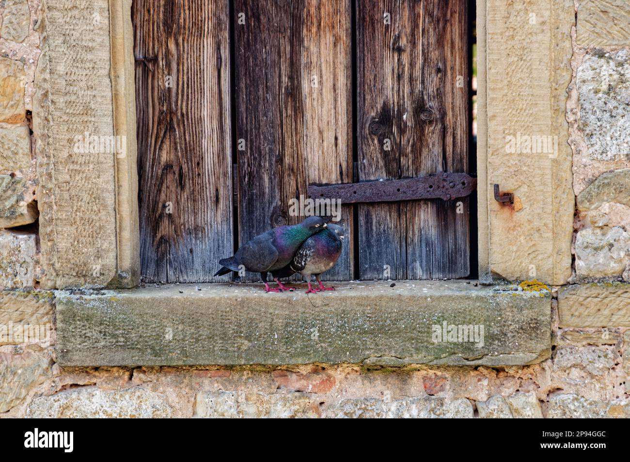 Two pigeons cuddling on a window of an aged stone building in ...
