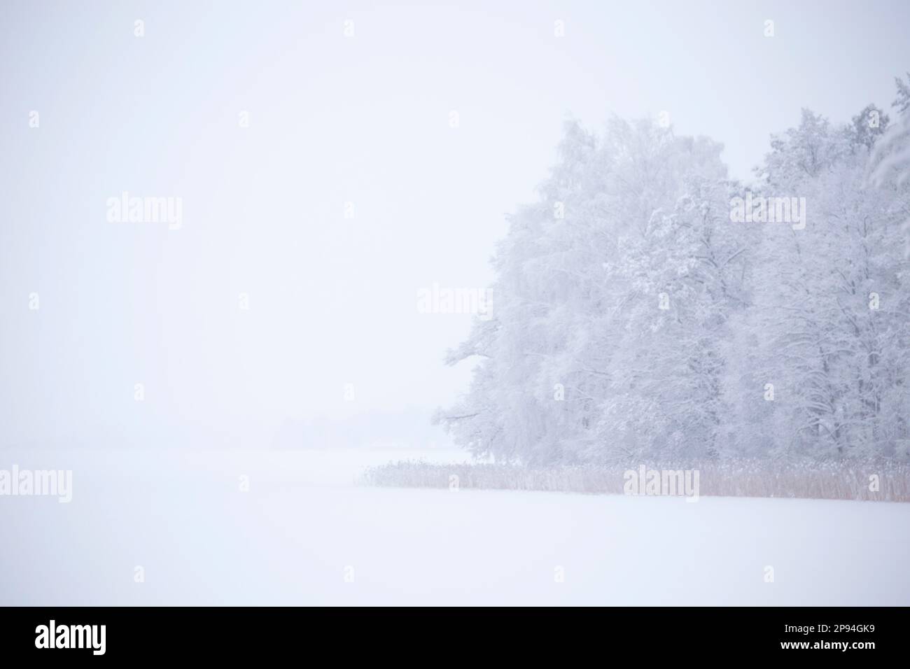 Winter day, ice fog over a frozen lake and snowy trees in Finland Stock ...