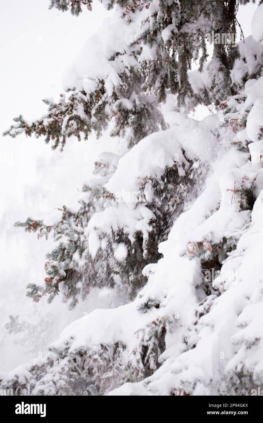 Tree branches covered heavy hi-res stock photography and images - Alamy