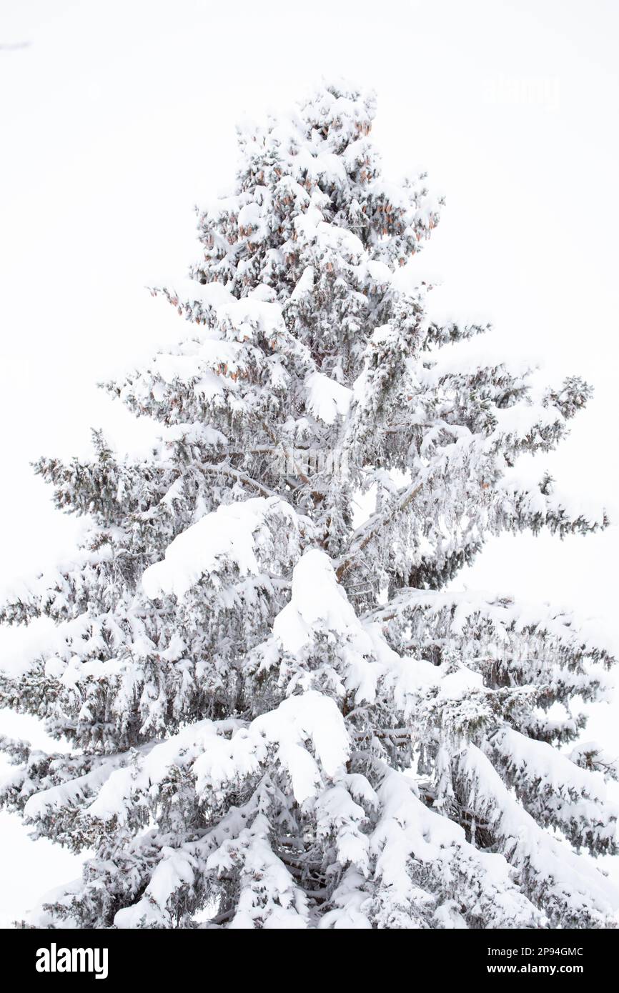 Fir trees covered in heavy frost hi-res stock photography and images ...