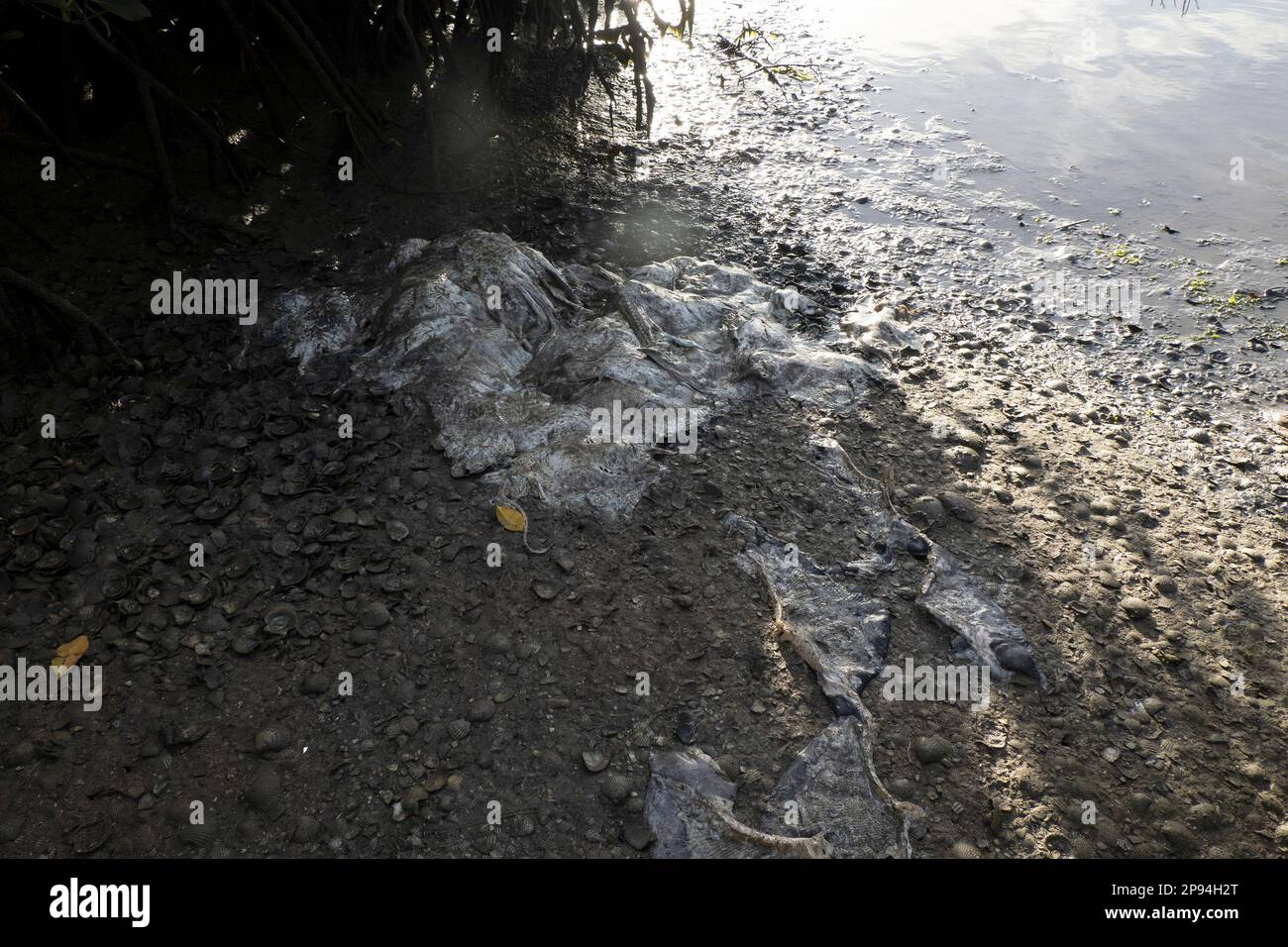 many manta rays eagle ray died fish on the shore detail Stock Photo - Alamy