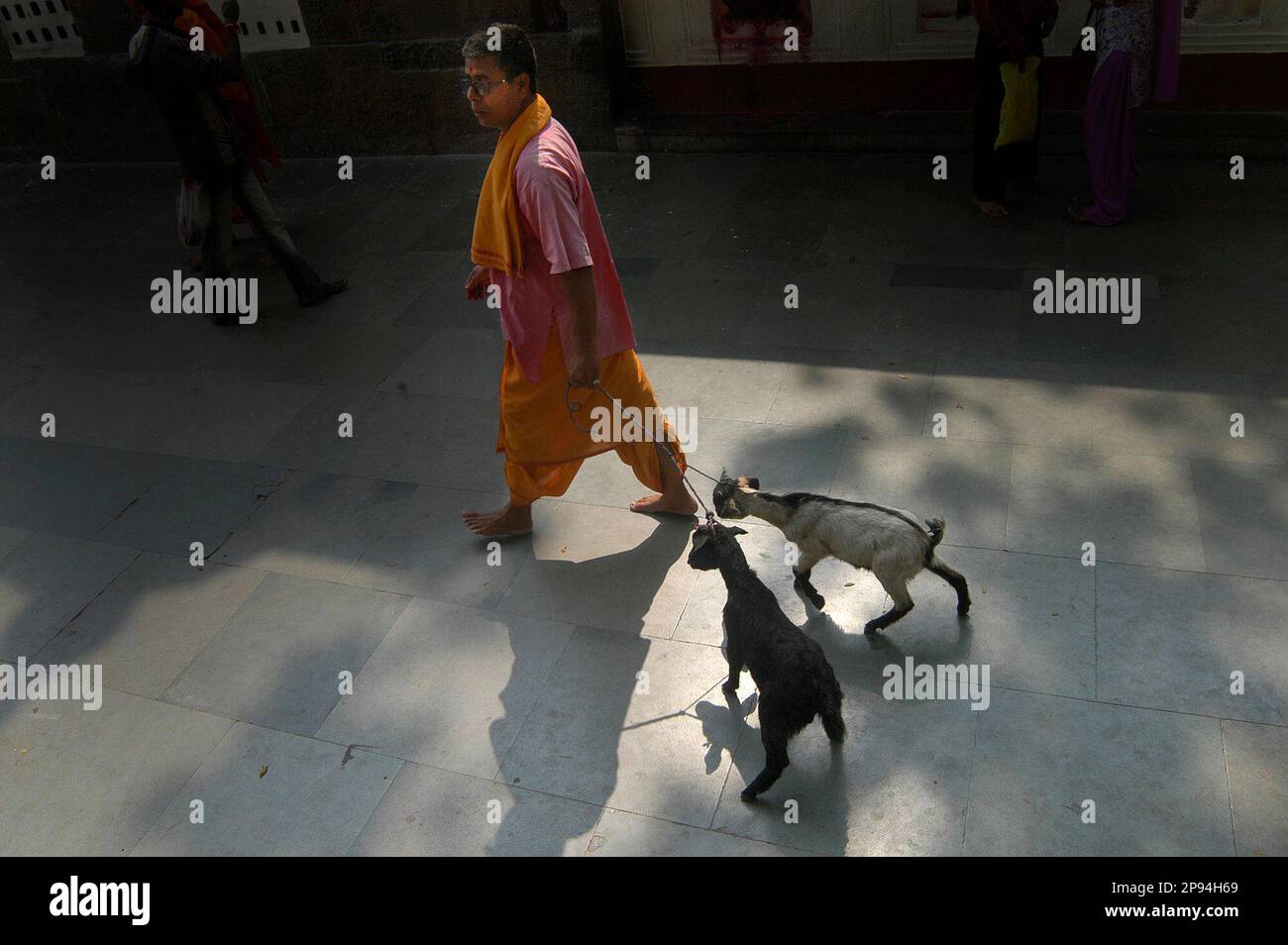 A priest pulls sacrificial goats at the Kamakhya temple in Gauhati ...