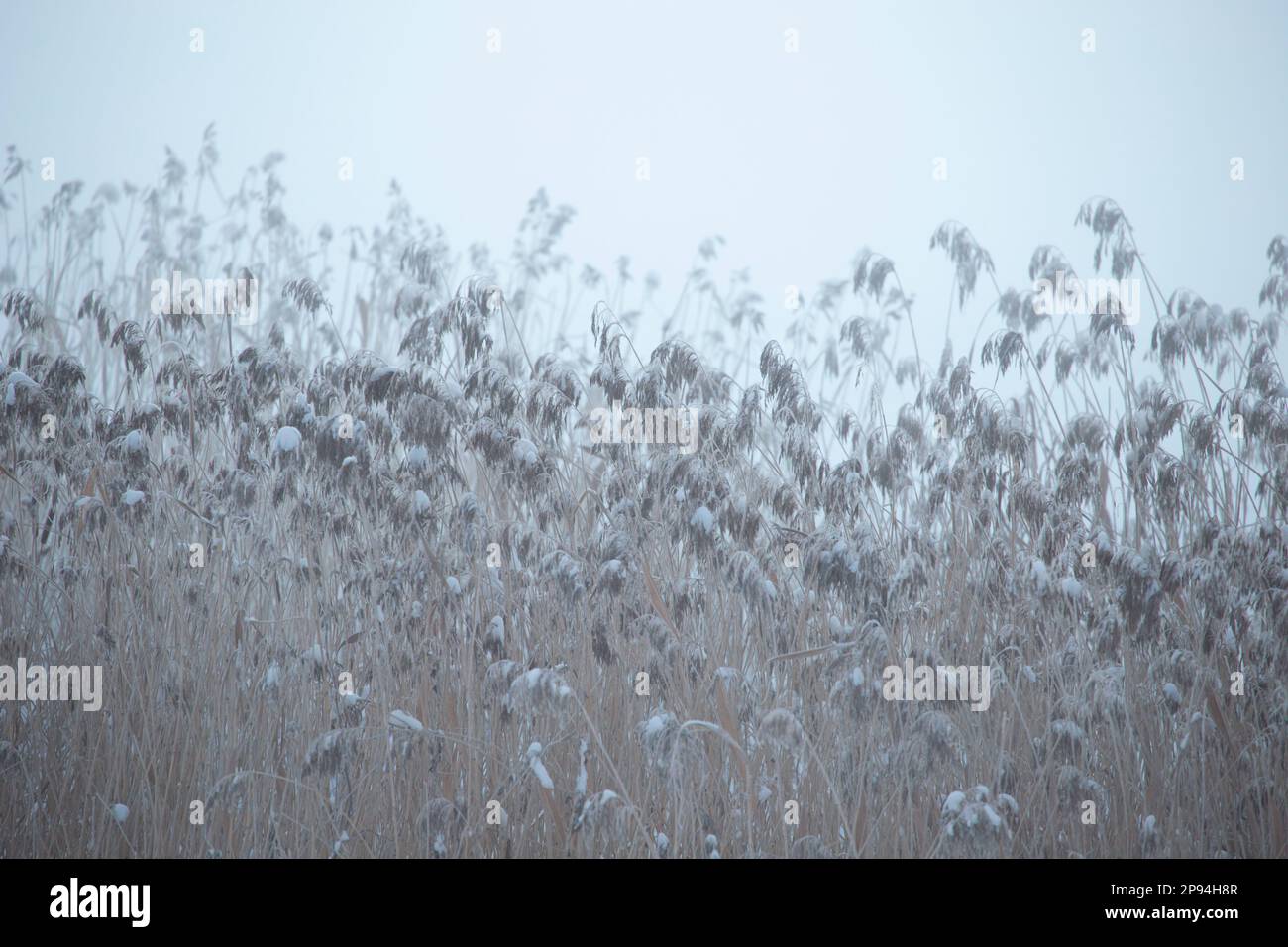 Winter scene, snowy reed bed, frozen lake, Finland Stock Photo - Alamy