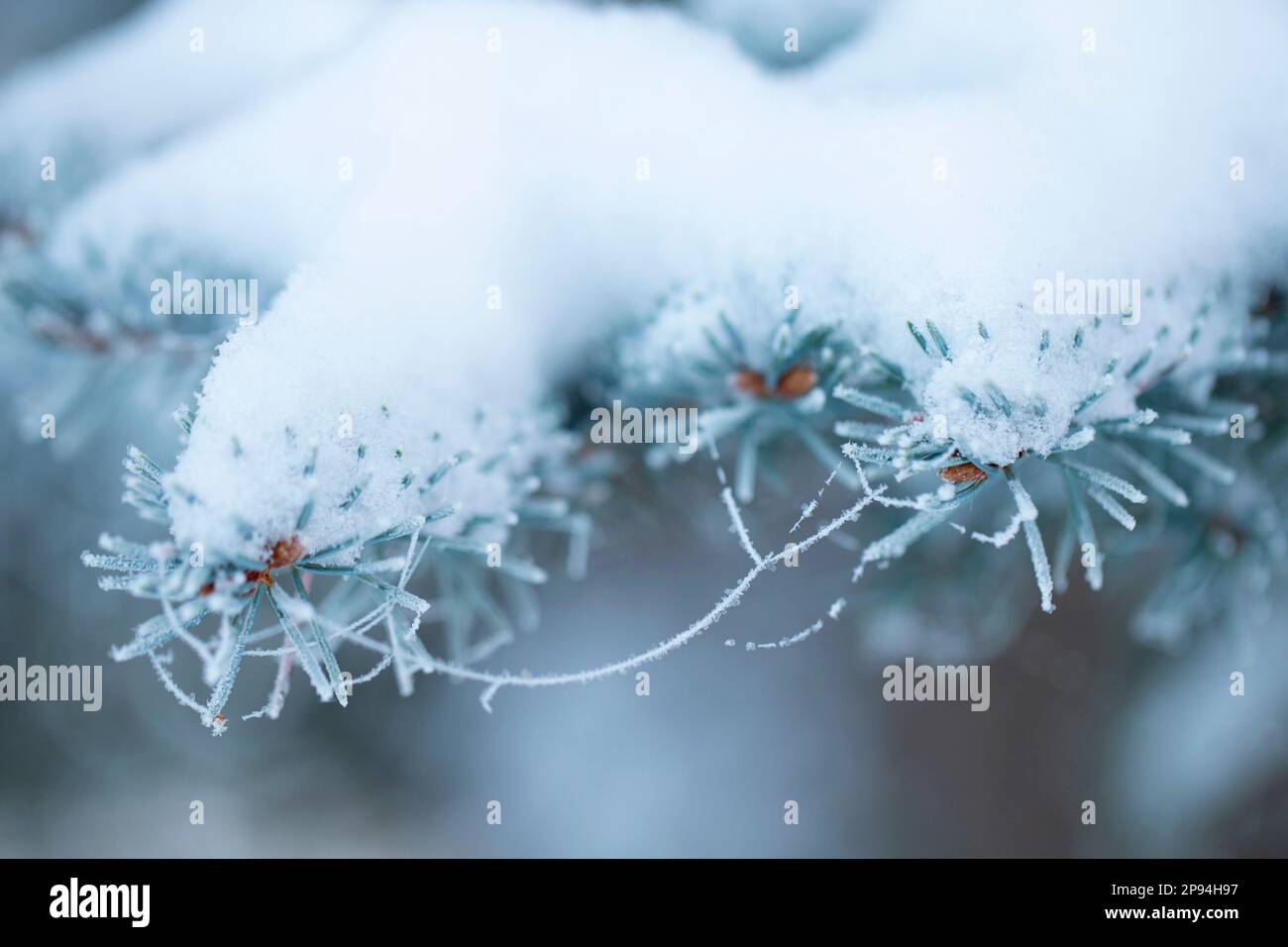 Winter scene, fir tree branch with spider web covered in snow, Finland ...