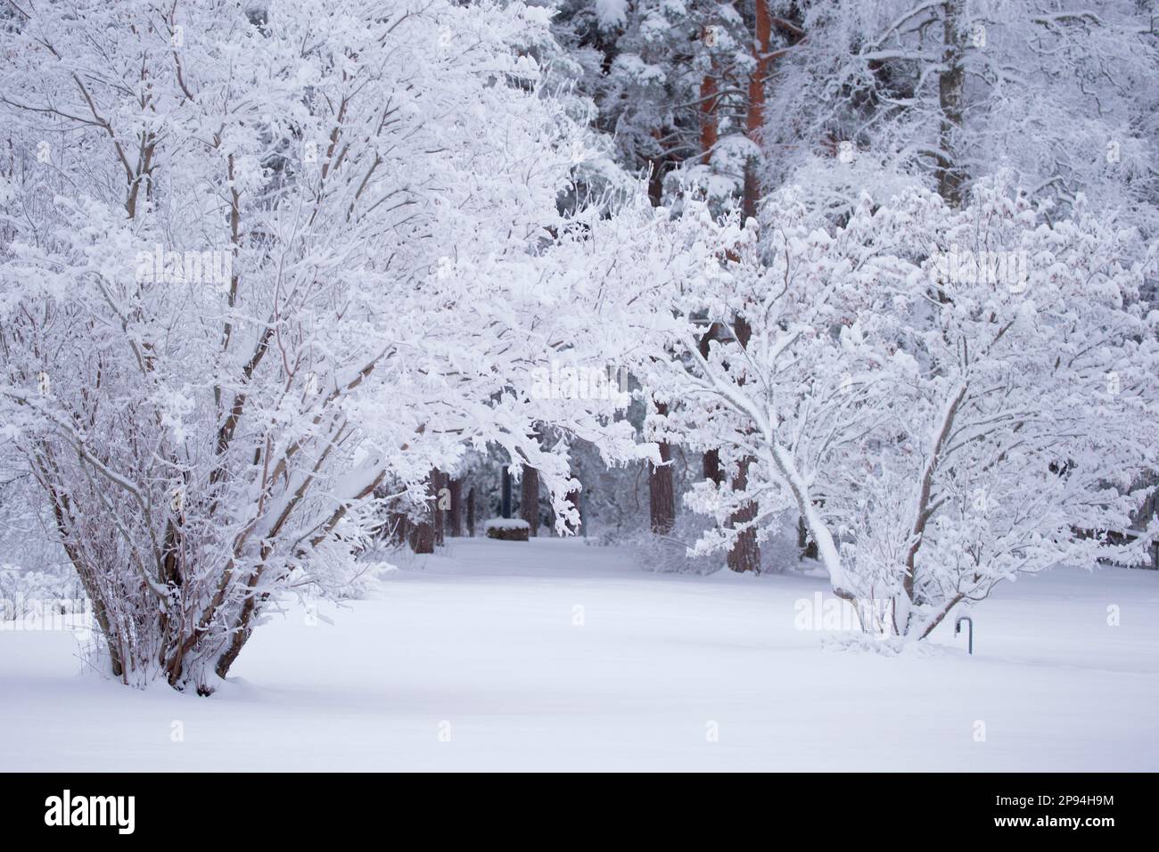 Wintry garden scene hi-res stock photography and images - Alamy