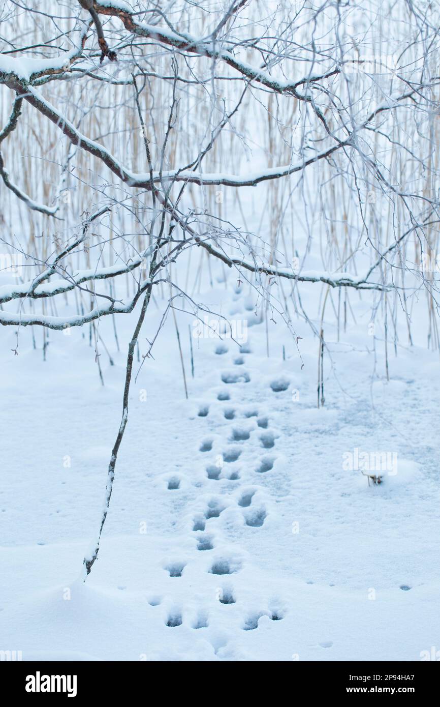Winter landscape, deer tracks in the snow lead to the ice of the lake ...