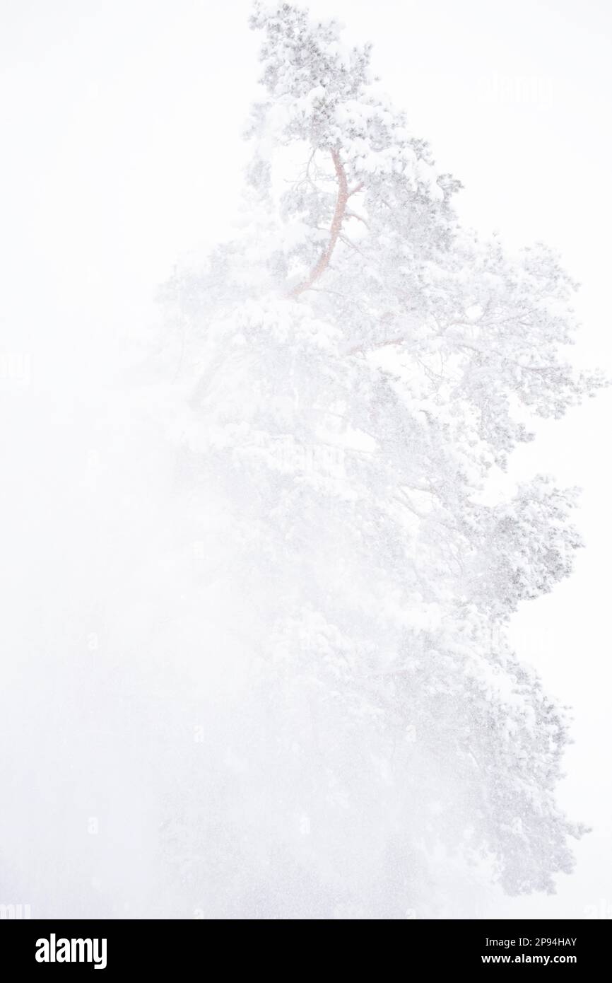 Windy winter hi-res stock photography and images - Alamy