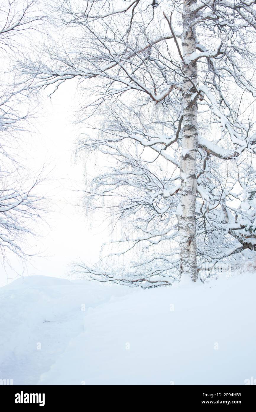 Snowy tree scene hi-res stock photography and images - Alamy