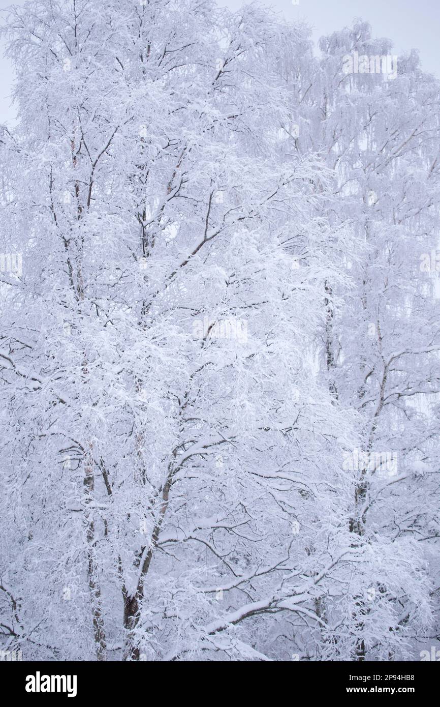 Birch trees snow hi-res stock photography and images - Alamy