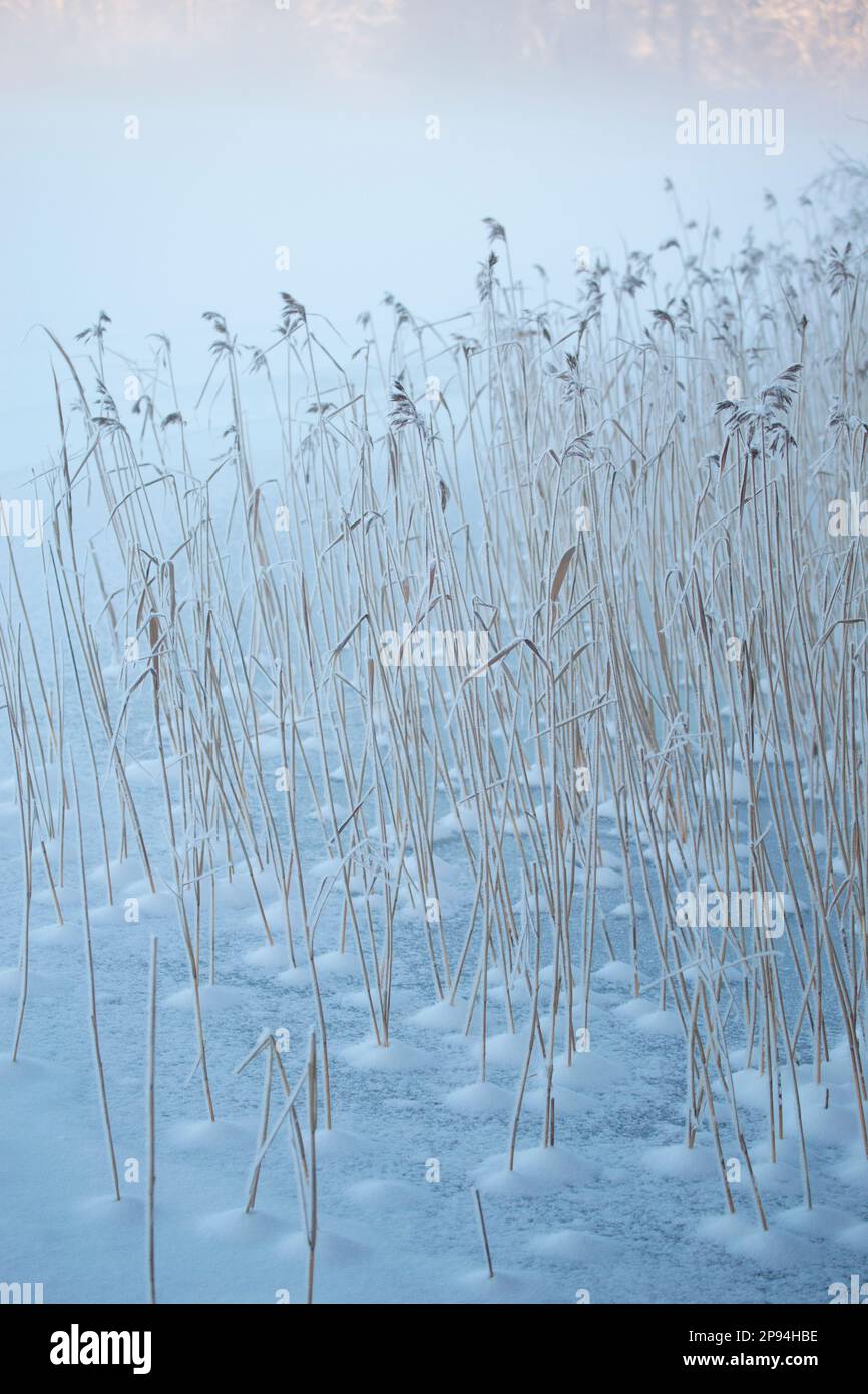 Winter landscape, ice fog day, snowy reed bed, frozen lake, Finland ...