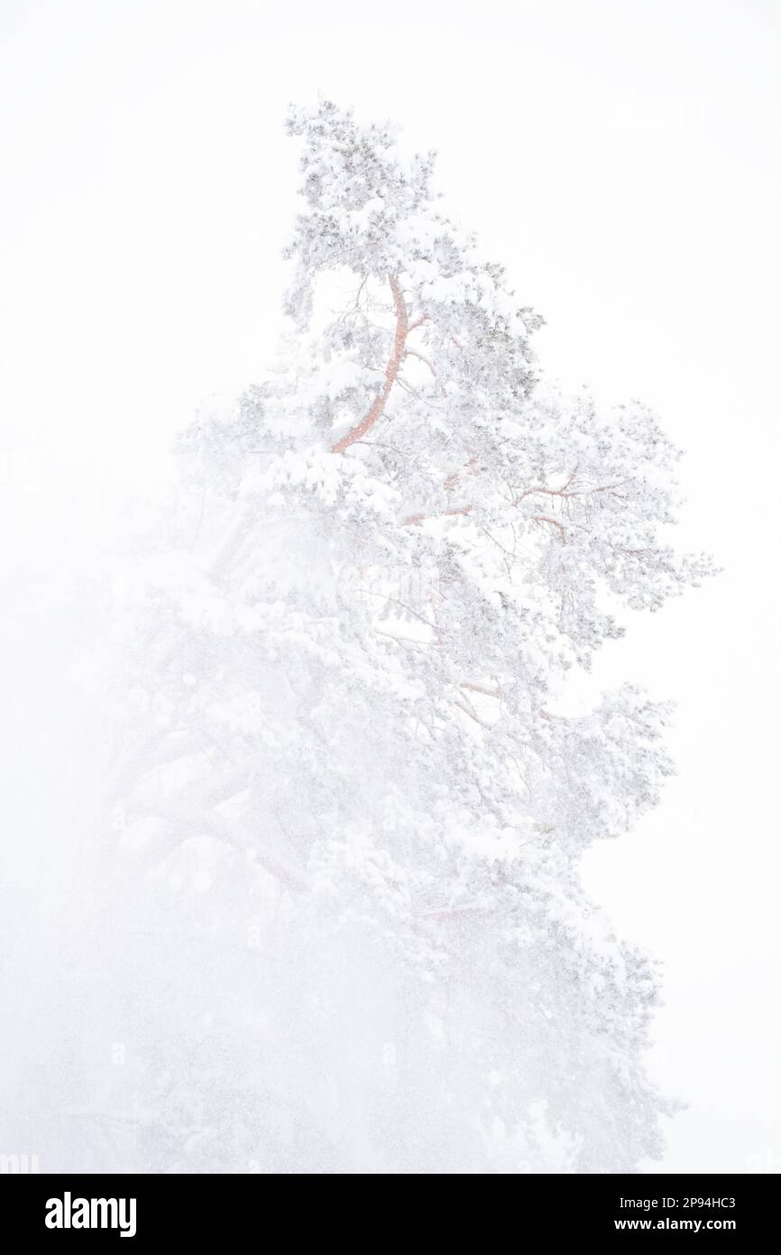 Pine tree, windy winter weather, snow falls down from branches, Finland ...