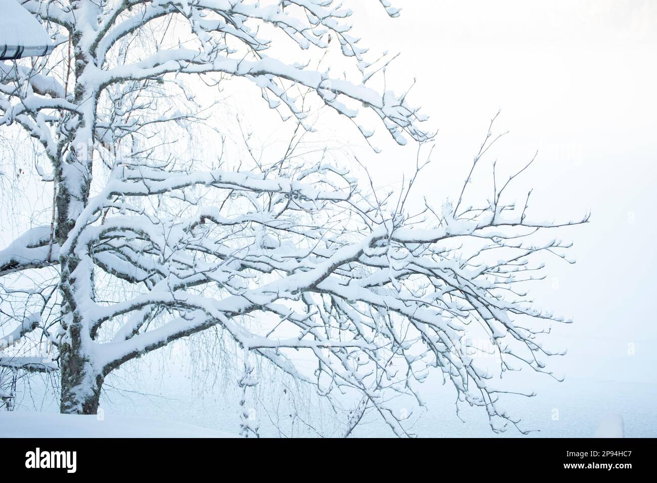Rowan tree winter hi-res stock photography and images - Alamy