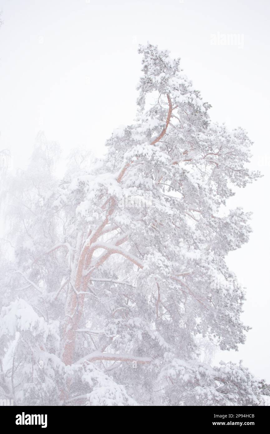 Windy weather trees hi-res stock photography and images - Alamy