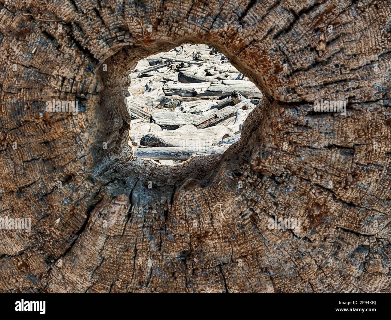 Piles of driftwood are visible through the hole in the heartwood of an ...