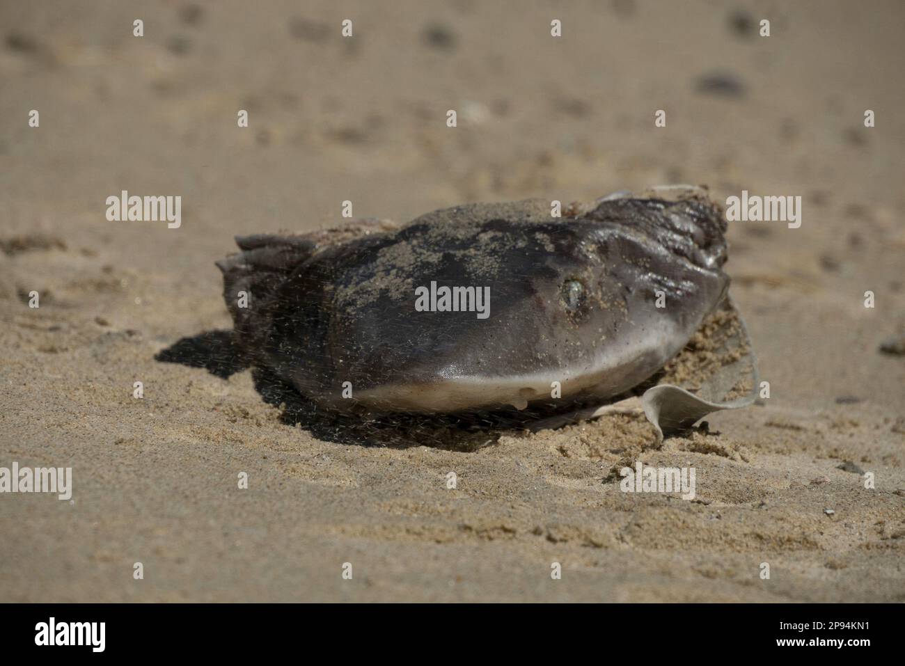 A Killed and fin cutted Shark on the beach Stock Photo - Alamy