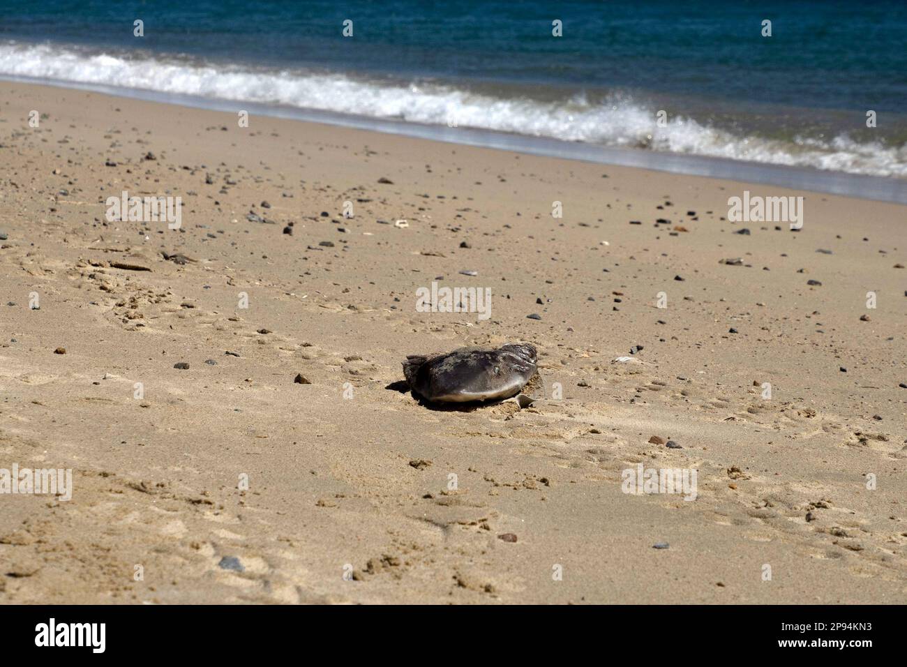 A Killed and fin cutted Shark on the beach Stock Photo - Alamy