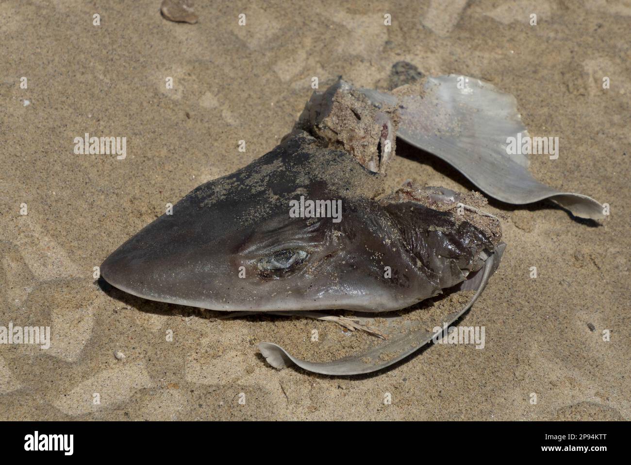 A Killed and fin cutted Shark on the beach Stock Photo - Alamy