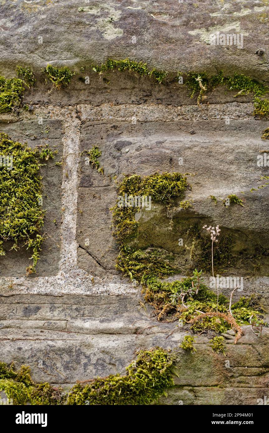 A vertical shot of a rustic rock wall with vibrant green moss growth ...