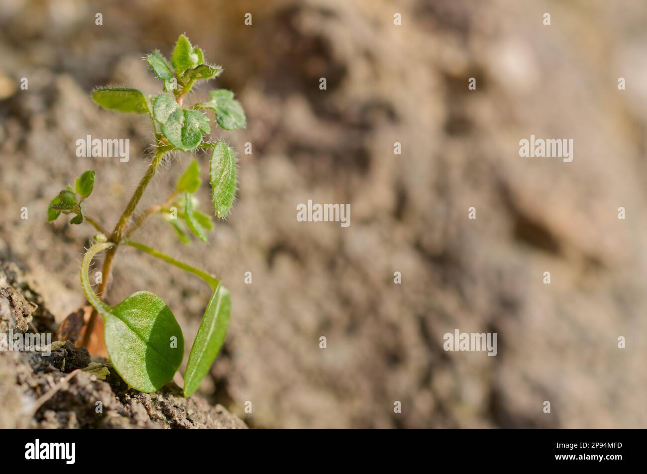 A single green plant growing out of the ground amongst a grouping of ...