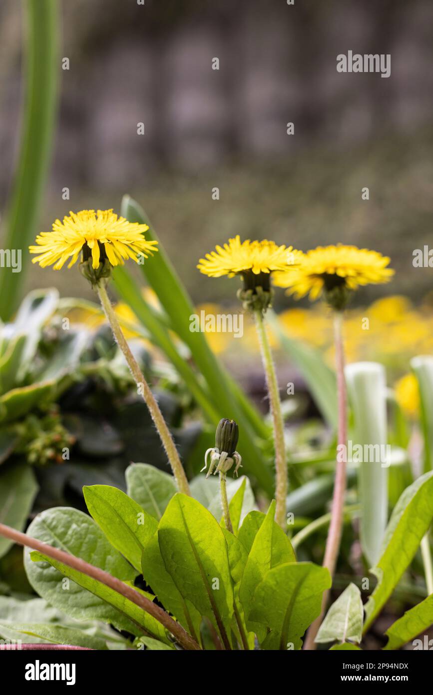 Dandelion comparison hi-res stock photography and images - Alamy
