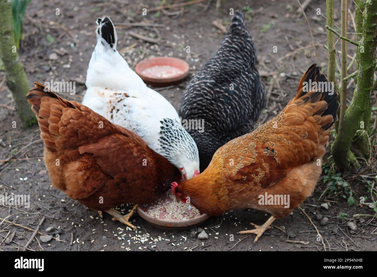 Group of multi coloured hens clustered around a feeding container Stock ...
